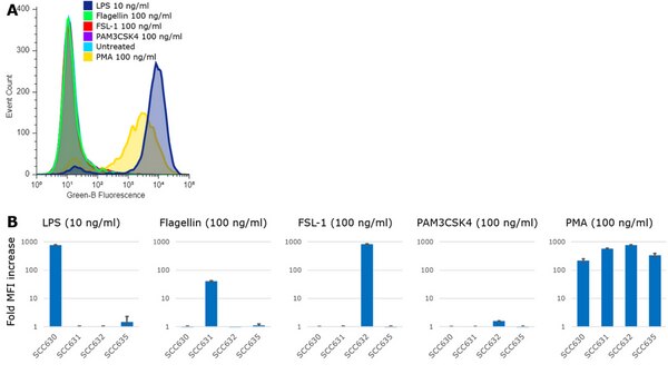 Jurkat JE6.1 NF-kB::eGFP hTLR4 (human Toll-like Receptor 4) Cell Line ...